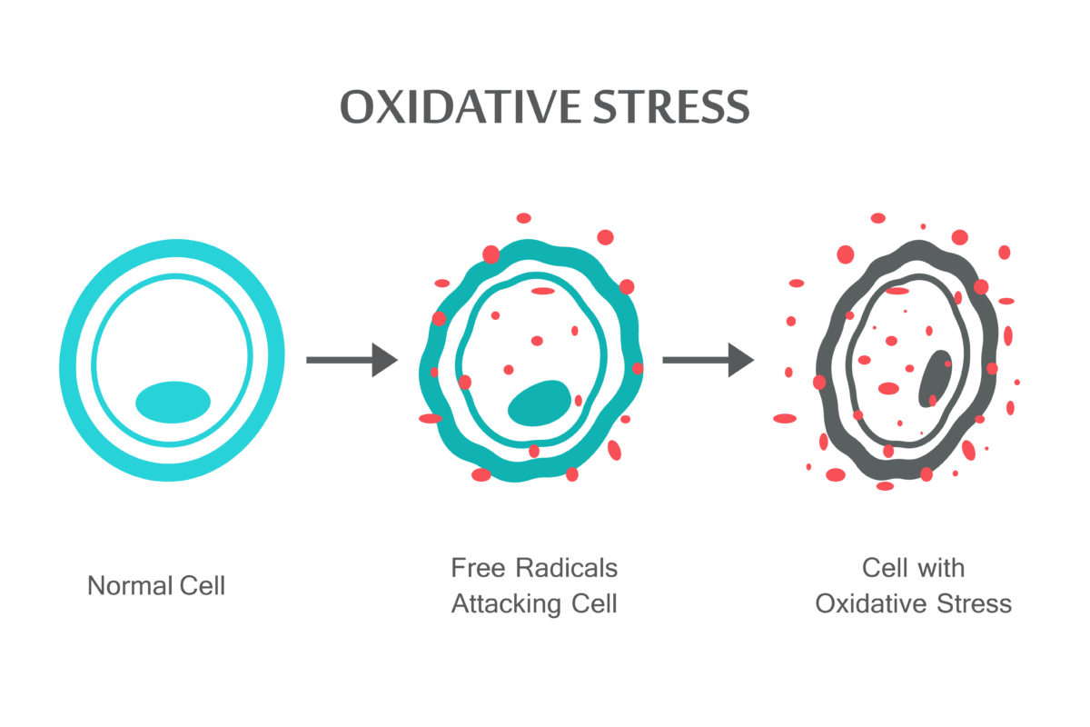 Antioxidants 102: Free radicals, oxidative stress & inflammation (plus ...